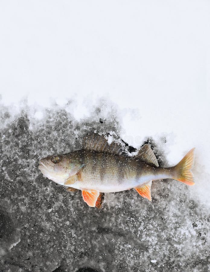 Frozen perch stock image. Image of fishing, perch, frost - 20781163