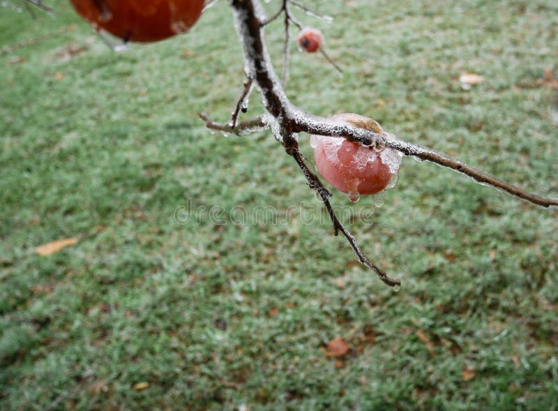 Iced persimmon stock photo. Image of hoosier, fruits - 133574718