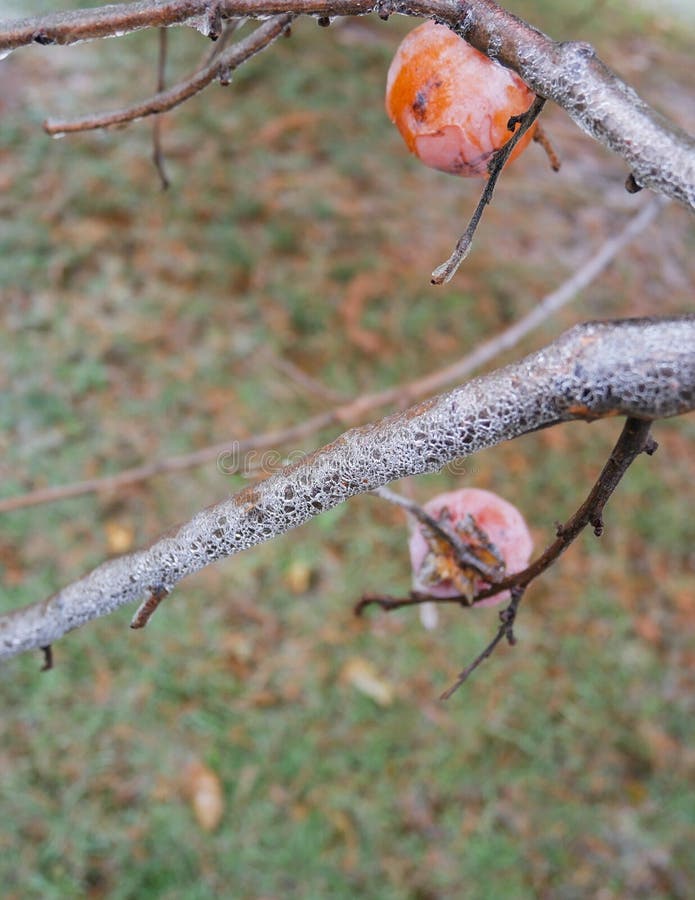 Iced persimmon stock image. Image of green, persimmon - 133574817
