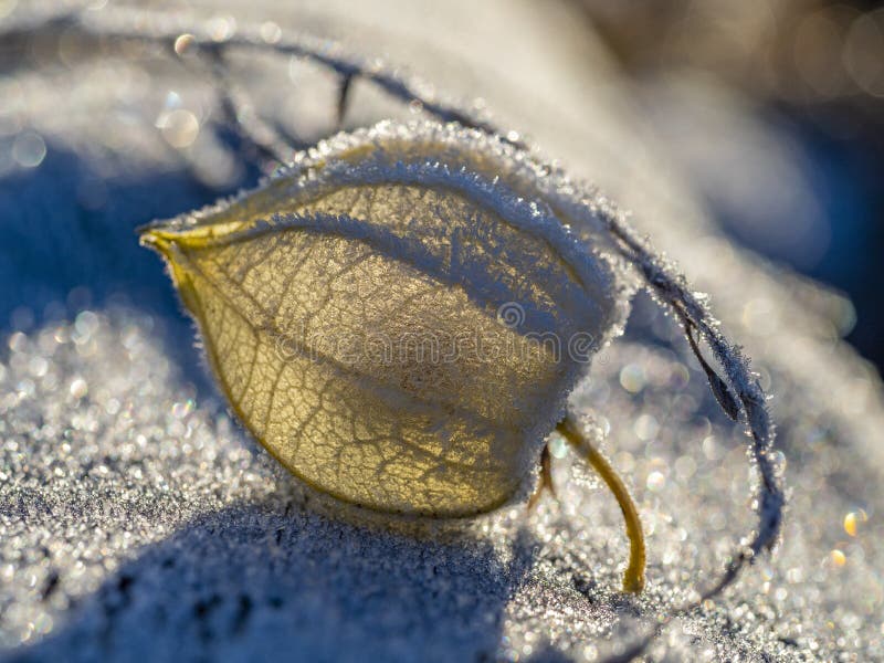 Frozen Physalis Plants in the Winter Garden Stock Photo - Image of ...