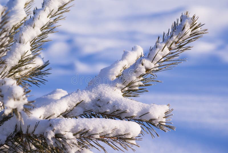 Frozen Pine Branch Covered with Snow Stock Photo - Image of abstract ...