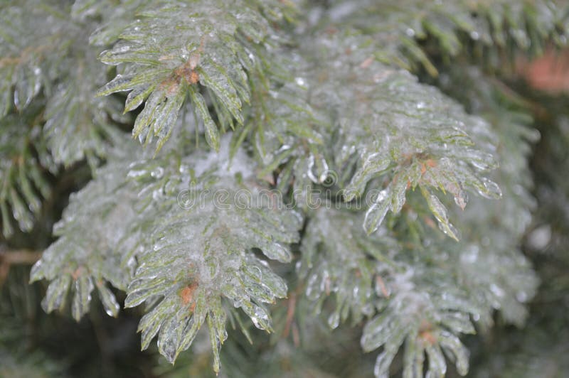 Frozen Pine Branches stock image. Image of winter, pine - 51417135