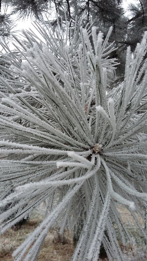 Frozen pine cone tree stock image. Image of frozen, pine - 366354463