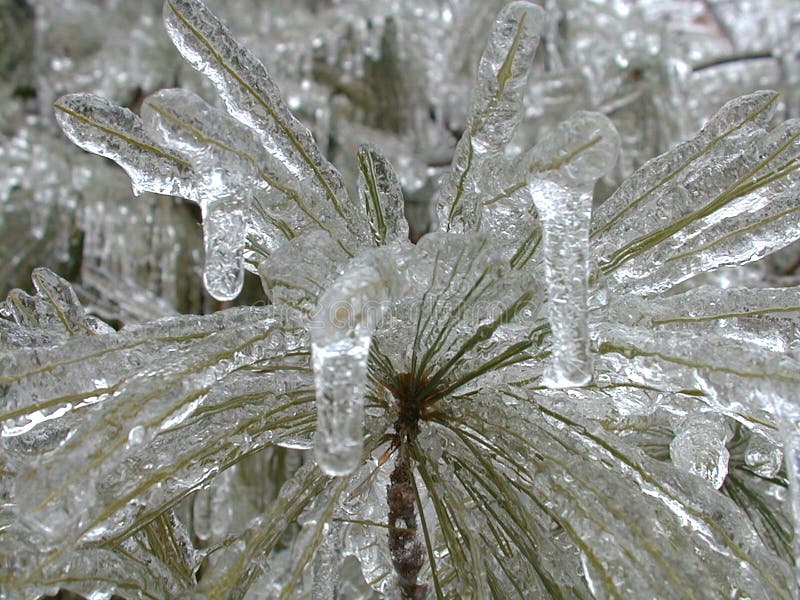 Frozen Pine Tree 2 stock image. Image of tree, frozen, texture - 20037