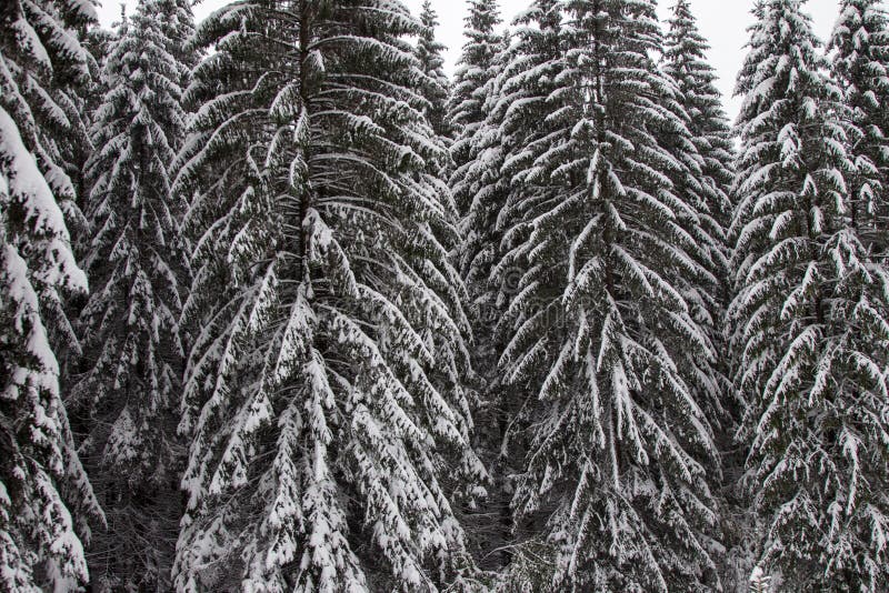 Frozen pine tree stock photo. Image of frozen, cold, outdoor - 43038708