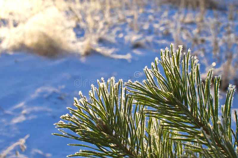 Winter Frozen Pine Tree Branch Closeup Stock Photo - Image of needles ...
