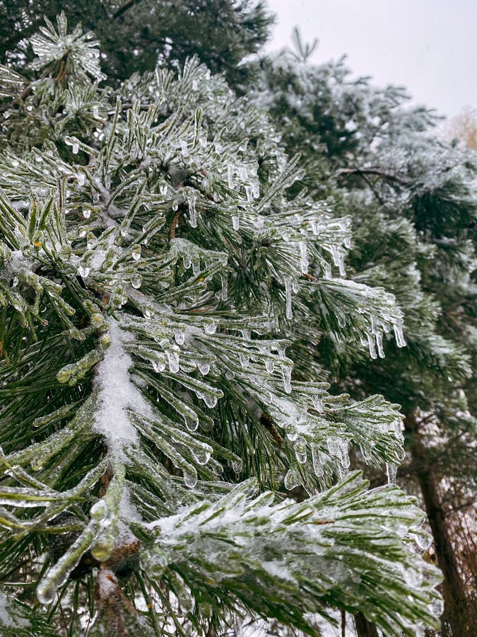 Frozen Pine Tree Branch Covered with Ice after Snowstorm Stock Image ...