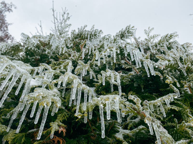 Frozen Pine Tree Branch Covered with Ice after Snowstorm Stock Photo ...