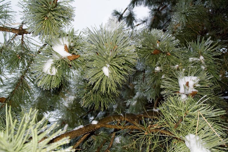 Frozen pine tree stock photo. Image of beautiful, environment - 193852562