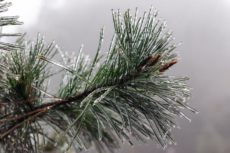 Frozen pine tree leaves stock photo. Image of ecology - 36964558