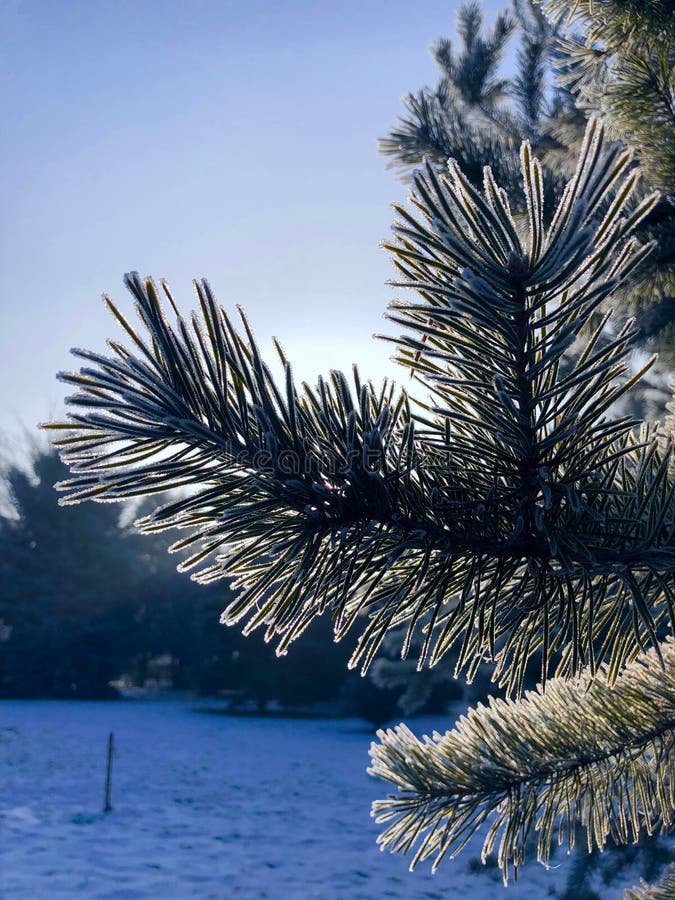 Frozen Pine Tree stock photo. Image of mongolianchina - 106185588