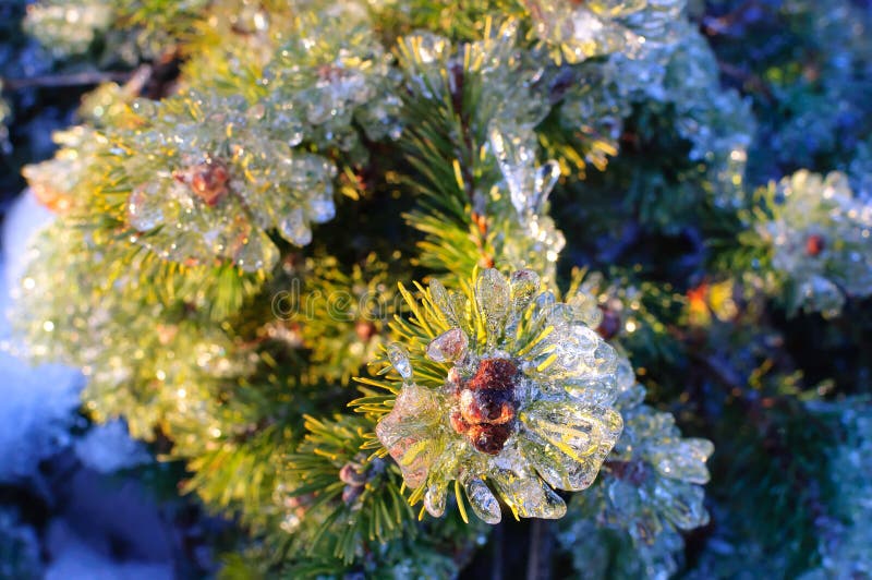 Frozen pine tree stock image. Image of drip, brunch, crystal - 36373103