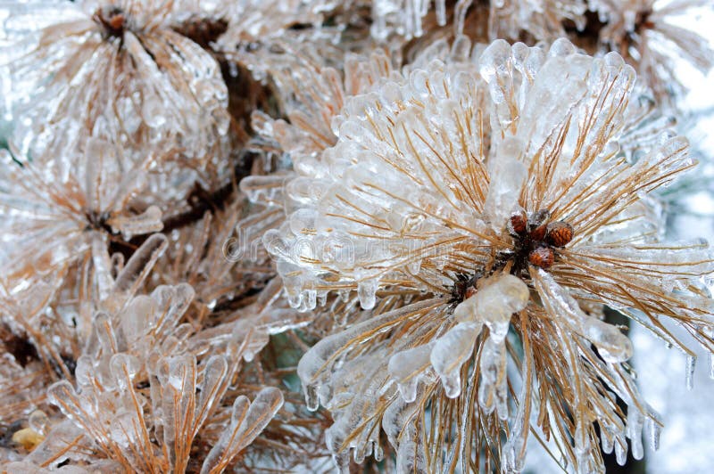 Frozen pine tree stock photo. Image of frigid, cone, cold - 36373118