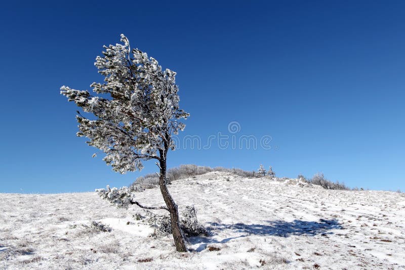 Frozen pine tree stock photo. Image of nature, blue, branch - 48643820