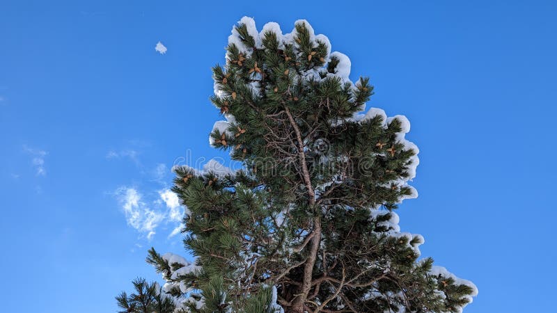 Frozen Pine Tree in Winter Time. Stock Photo - Image of mountain, time ...