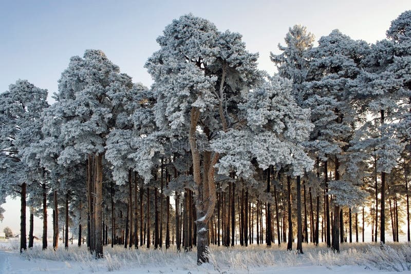 Frozen Pines in the Forest on a Cold Winter Day Stock Image - Image of ...