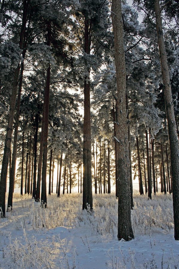 Frozen Pines in the Forest on a Cold Winter Day Stock Photo - Image of ...