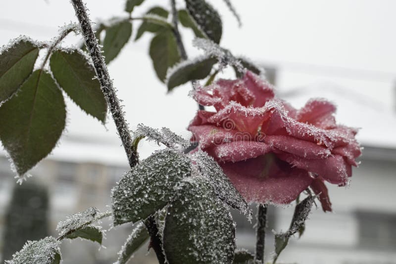 Frozen Pink Rose in Early December Stock Photo - Image of beautiful ...