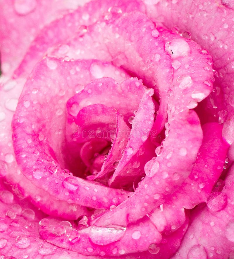 Frozen pink rose stock image. Image of gardening, copy - 32005839