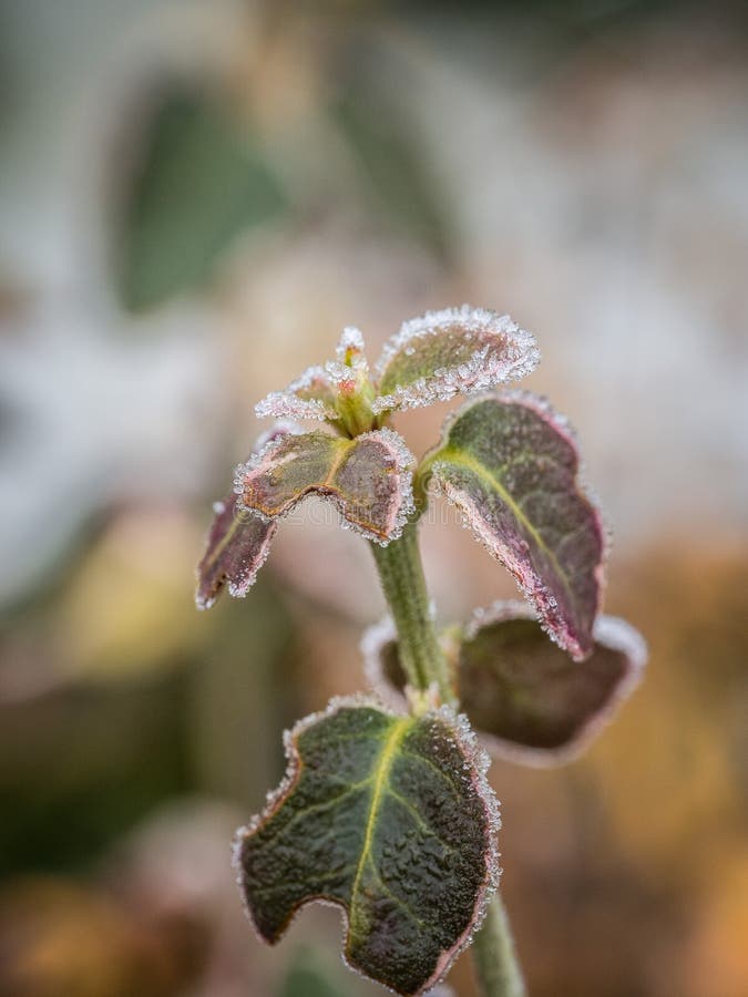 Frozen Plant Growing in the Winter, Ice Crystals on it Stock Image ...