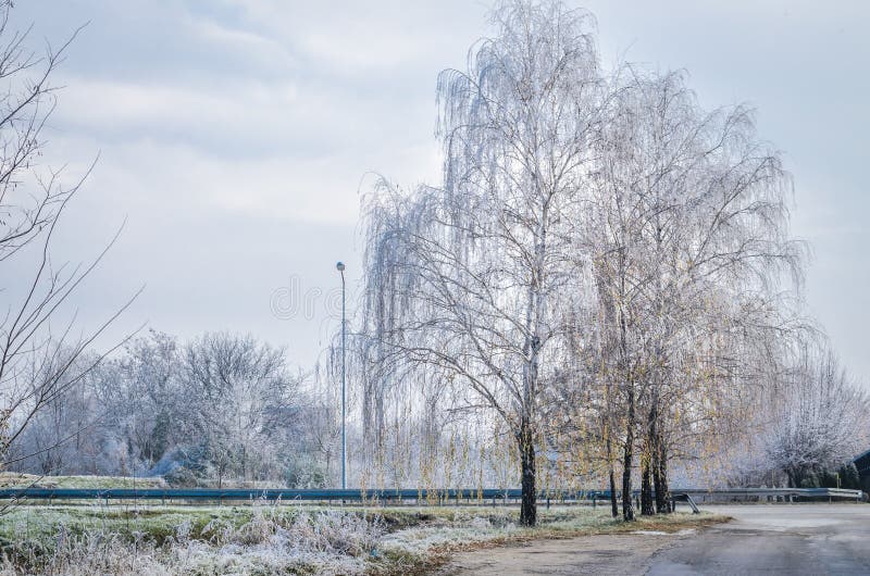 Frozen Plants in the Fall. the First Frost on Dry Meadow Plants Stock ...