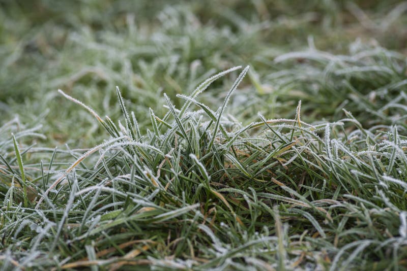 Frozen Plants in the Garden in Winter. Natural Winter Landscape Stock ...
