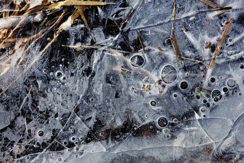 Frozen Plants in Ice on the Coast of the River Stock Photo - Image of ...