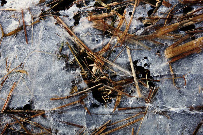 Frozen Plants in Ice on the Coast of the River Stock Photo - Image of ...