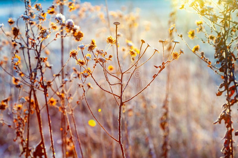 Frozen Plants in Meadow with Backlight in Wintertime Stock Photo ...