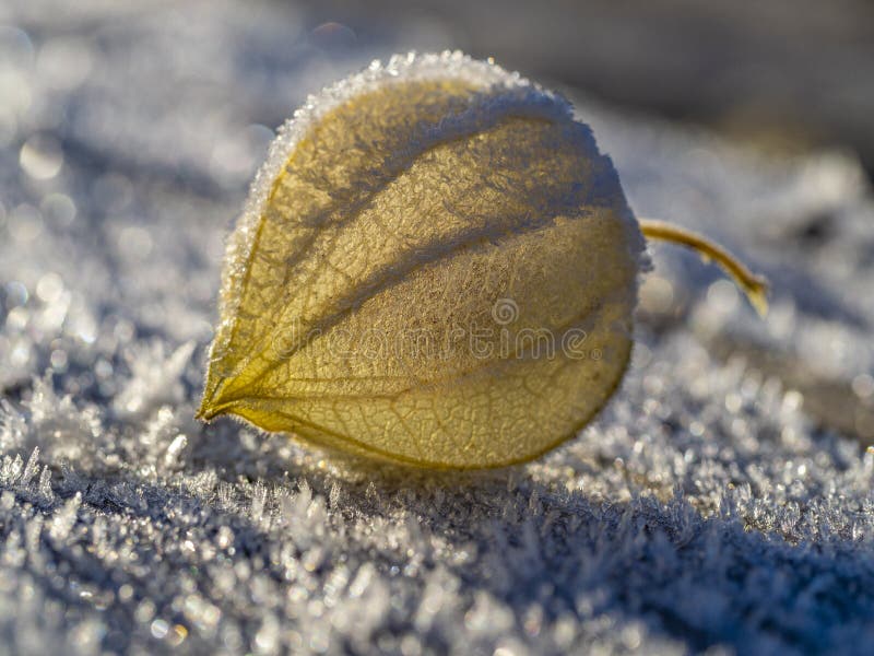 Frozen Physalis Plants in the Winter Garden Stock Photo - Image of dark ...