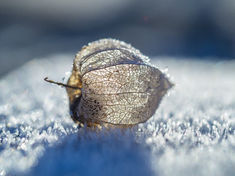Frozen Physalis Plants in the Winter Garden Stock Photo - Image of ...