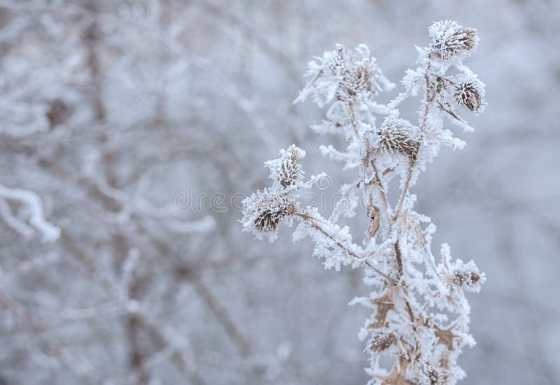 Frozen Plants in Winter with the Hoar-frost Stock Image - Image of ...