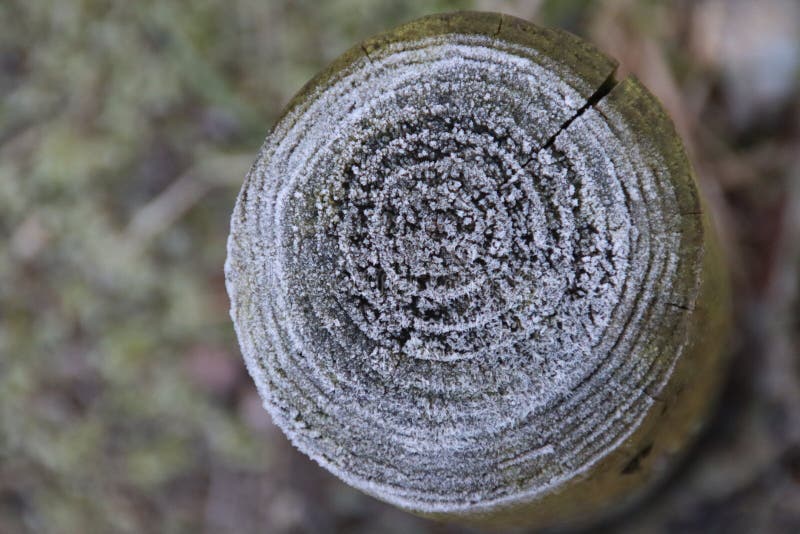 Frozen Poles from Night Frost in a Forest on the Veluwe Stock Image ...