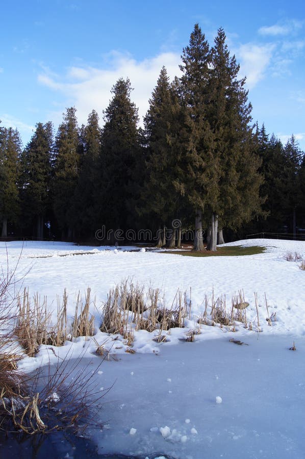 Frozen Pond stock photo. Image of frozen, pond, nature - 23303474