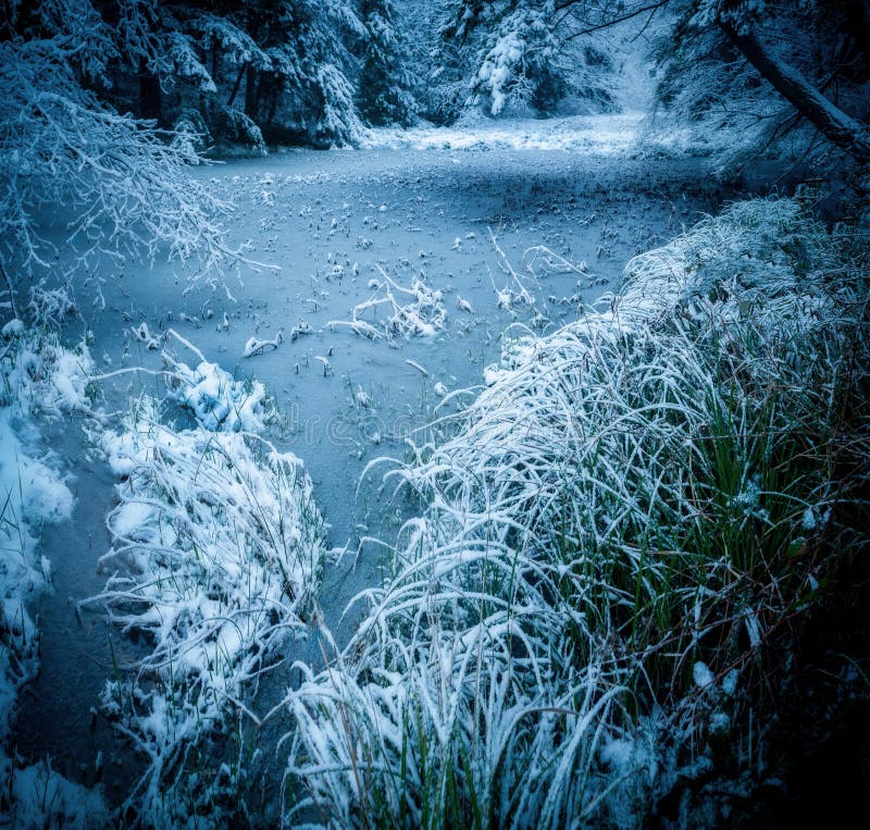 Frozen Pond Deep in a Forest Environment after a Fresh Snowfall. Stock ...