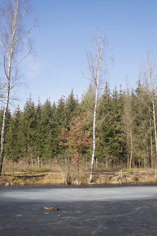 Frozen pond in the forest stock image. Image of spring - 112138831