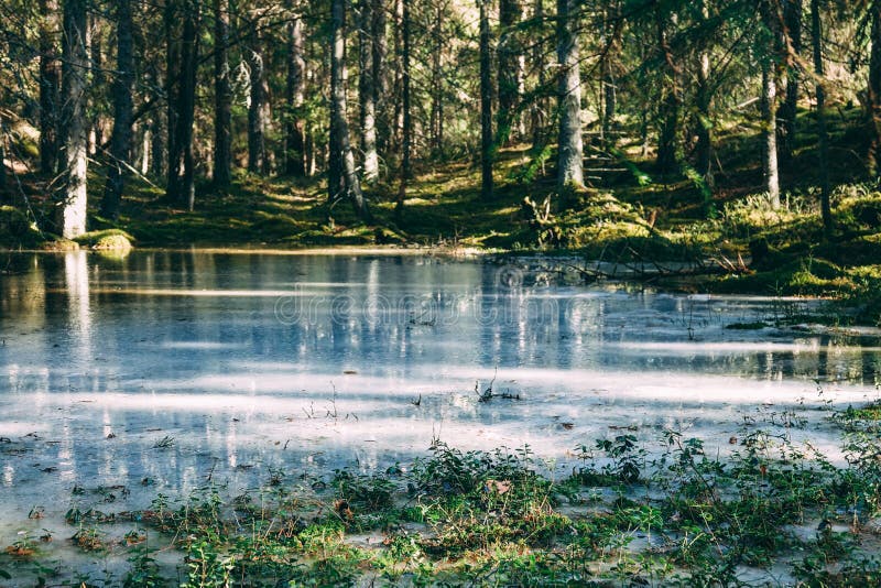 A Frozen Pond in Spring in a Green Cozy Forest Stock Photo - Image of ...