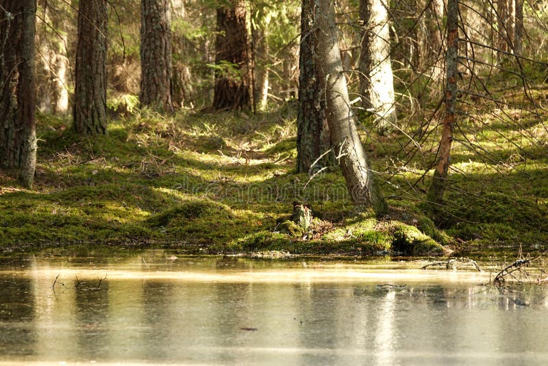 A Frozen Pond in Spring in a Green Cozy Forest Stock Image - Image of ...