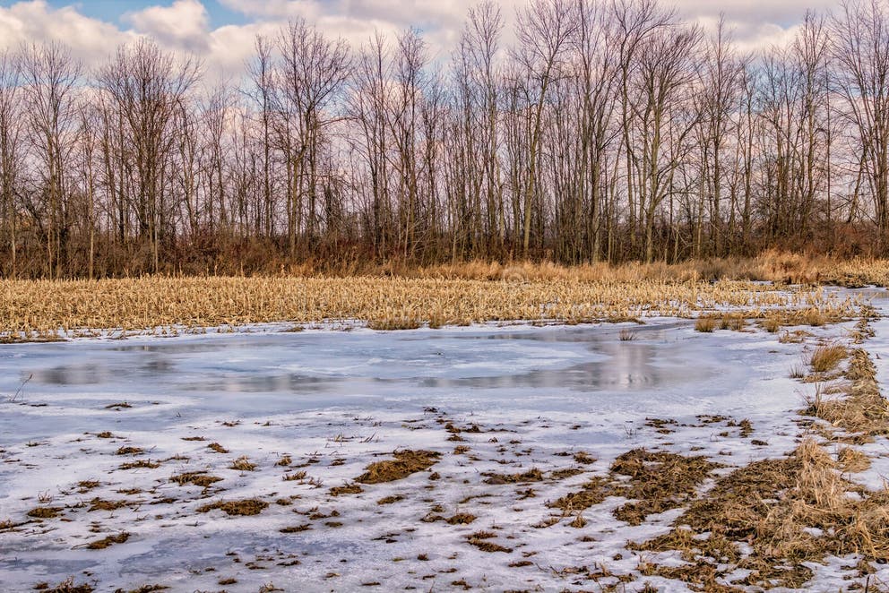 A Frozen Pool of Water in the Middle of a Corn Field Stock Image ...