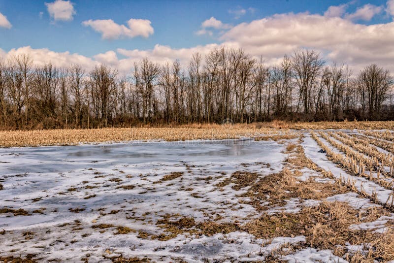 Frozen Pool of Water in the Middle of a Corn Field Stock Image - Image ...