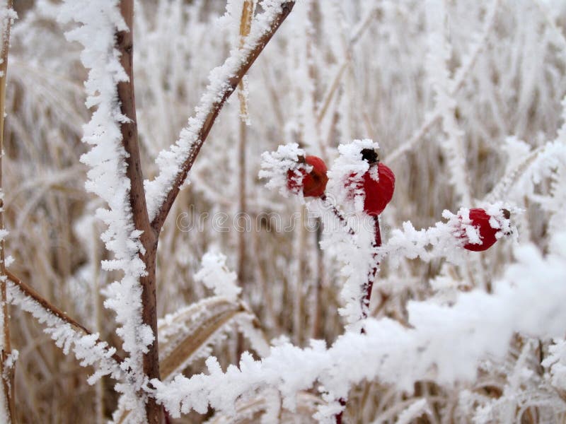 Frozen Prairie Berries 3 stock photo. Image of covered - 23906692