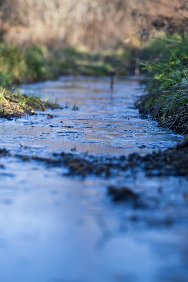 Frozen Puddle of Water in the Forest Stock Image - Image of forest ...