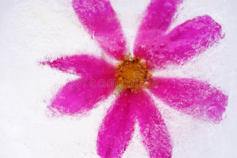 Frozen bloom stock image. Image of flower, garden, winter - 7792057