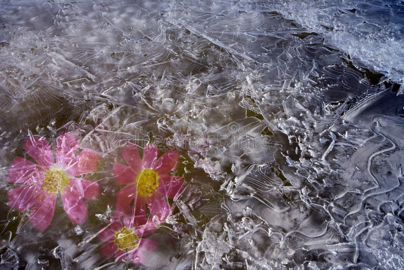 The frozen purple flowers stock image. Image of revival - 14288597