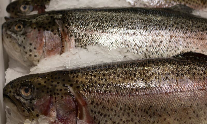 Frozen Rainbow Trout Lying on the Counter of the Store Stock Photo ...