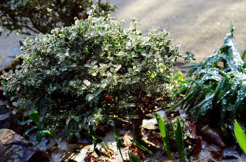 Frozen Raindrops Encase Leaves after Freezing Rain Stock Image - Image ...