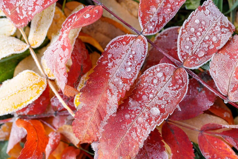 Frozen Raindrops on Fallen Red Leaves Stock Image - Image of frozen ...