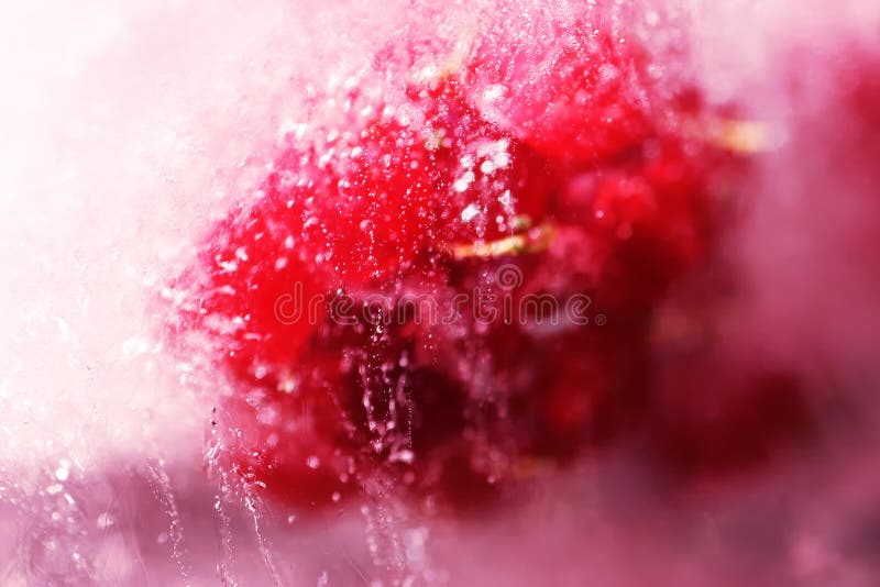 Frozen raspberry. stock photo. Image of berry, sweet - 20299442