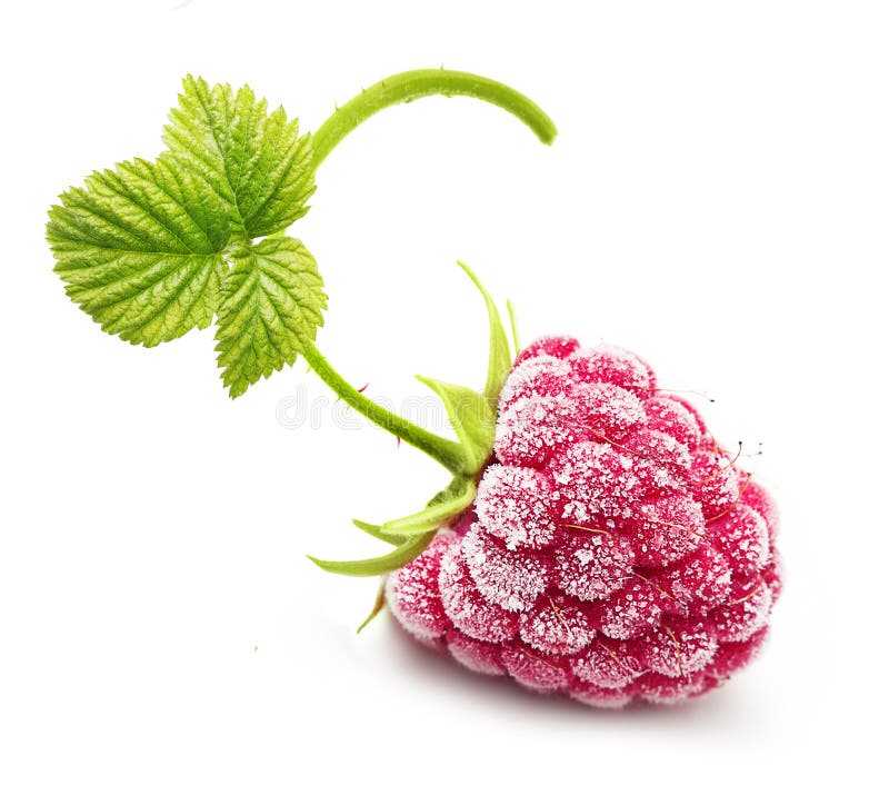 Raspberry branch isolated stock image. Image of frozen - 32920575