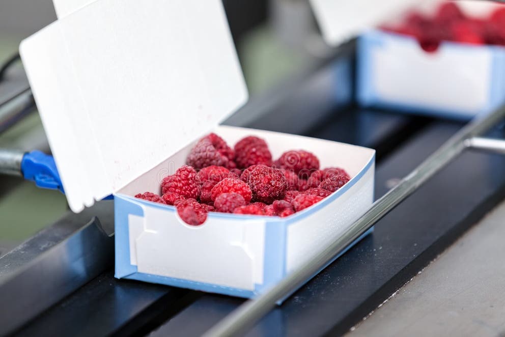 Frozen Raspberry Processing Business Stock Image - Image of fruit ...